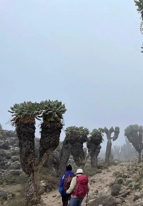 Comparing Kilimanjaro 7 Days vs 8 Days Lemosho Itineraries - Nyange ...