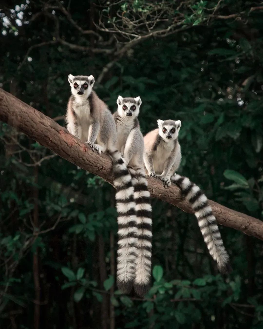 Madagascar Tour Packages & Classic Circuits - GoGo - Safari Guide