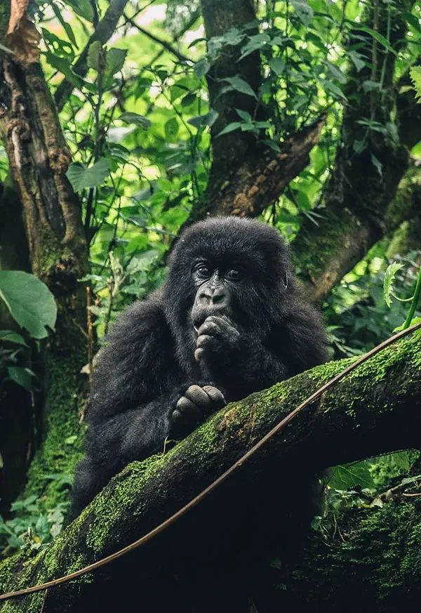 Rwanda vs. Uganda: Which is Best for Gorilla Trekking? - GoGo - Safari ...