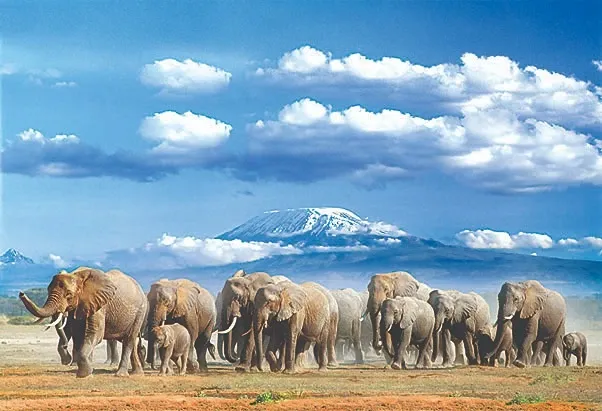 OL TUKAI LODGE AMBOSELI - info-dancomtours - Safari Guide