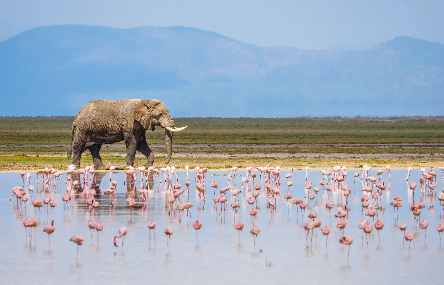 OL TUKAI LODGE AMBOSELI - info-dancomtours - Safari Guide